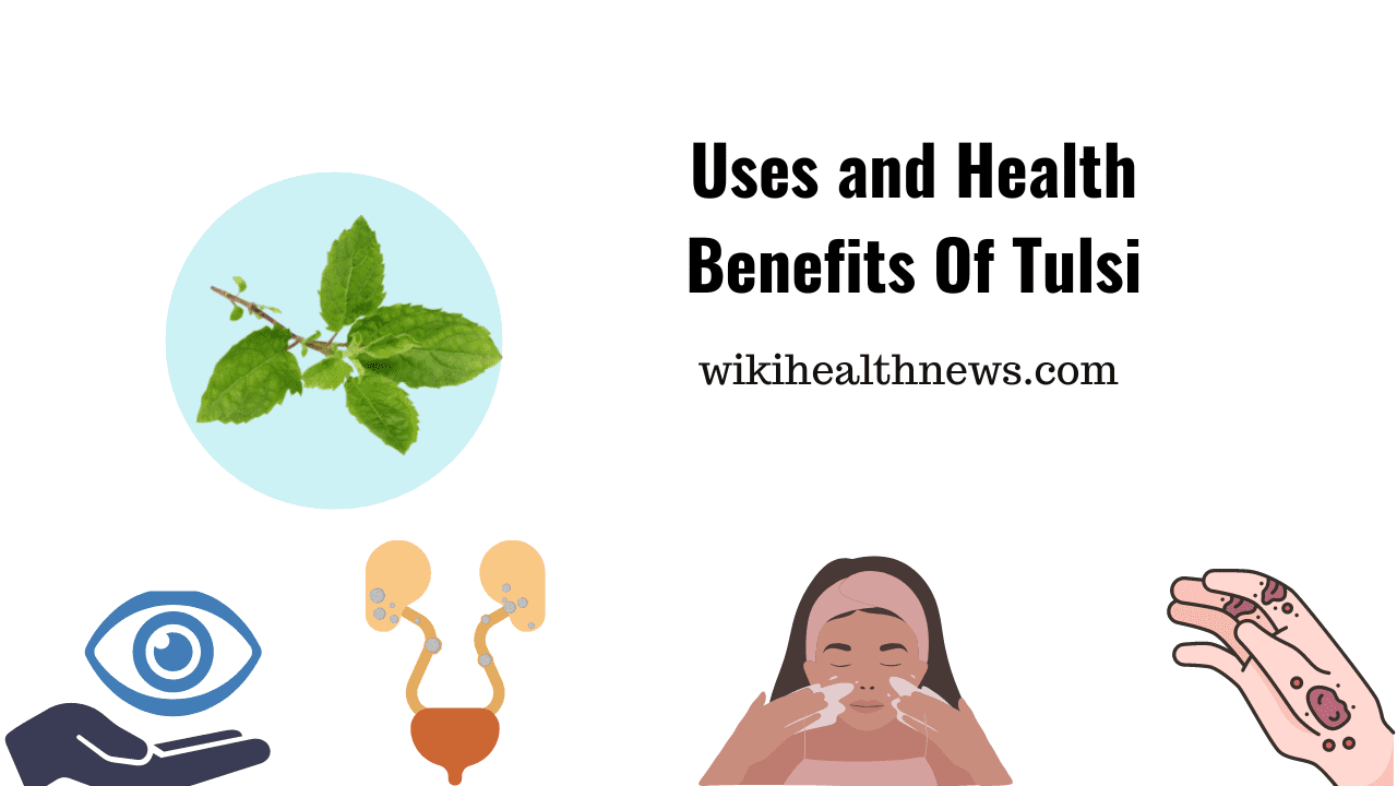 Amazing Leaf Tulsi: Uses For Health - wiki Health News