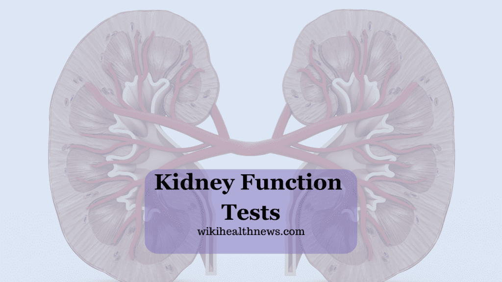 Kidney Function Tests For Health Check - wiki Health News